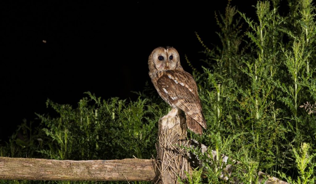 Wie viele Eier legen Eulen? - Vogel Entdecker