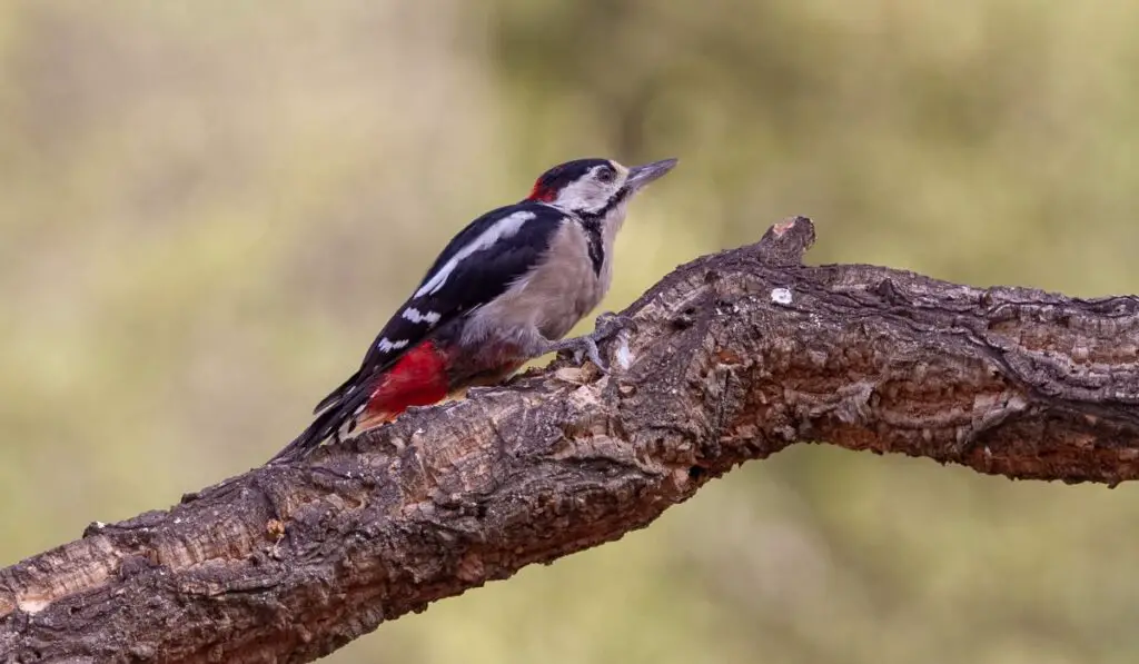 Buntspecht Fortpflanzung: Erfahren Sie mehr - Vogel Entdecker