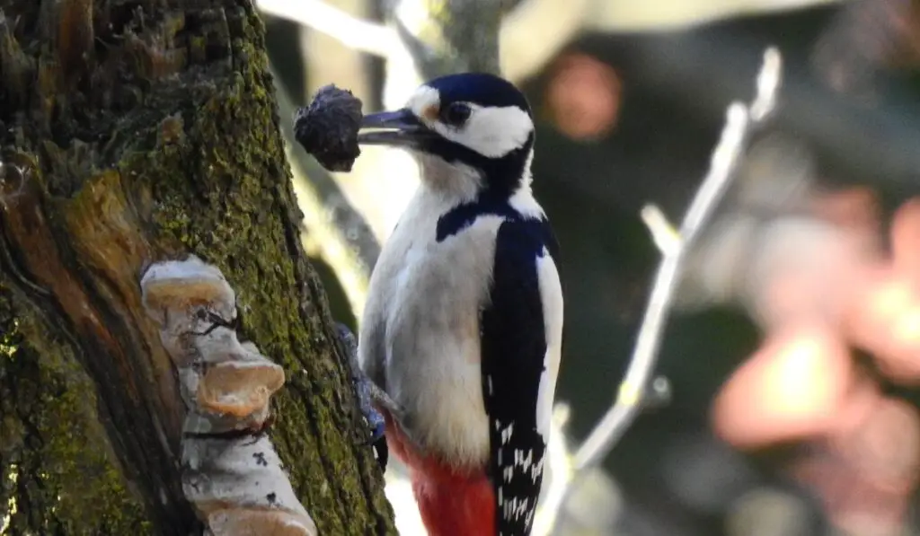 Buntspecht Gefährdung: Schutz vor Gefahren - Vogel Entdecker