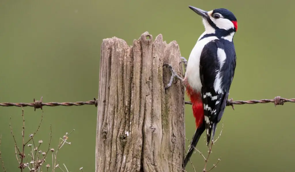 Buntspecht Lebensweise: Einblick in das Leben - Vogel Entdecker