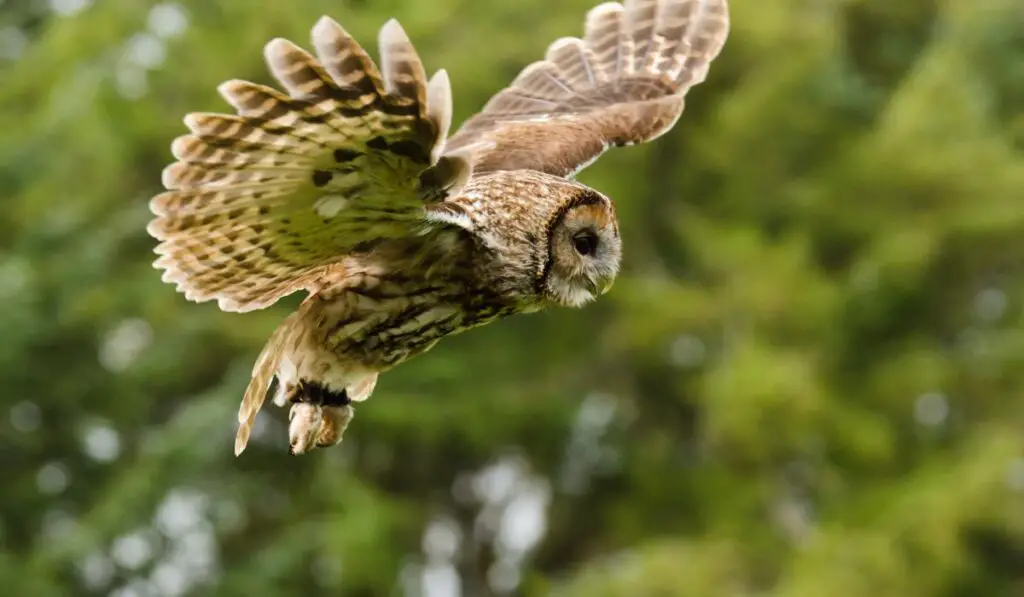 Wie erkenne ich Eulen an ihrem Ruf? - Vogel Entdecker