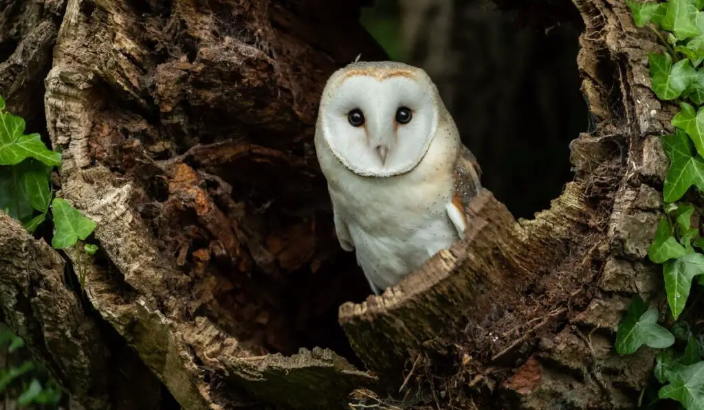 Wie erkenne ich Eulen an ihrem Ruf? - Vogel Entdecker