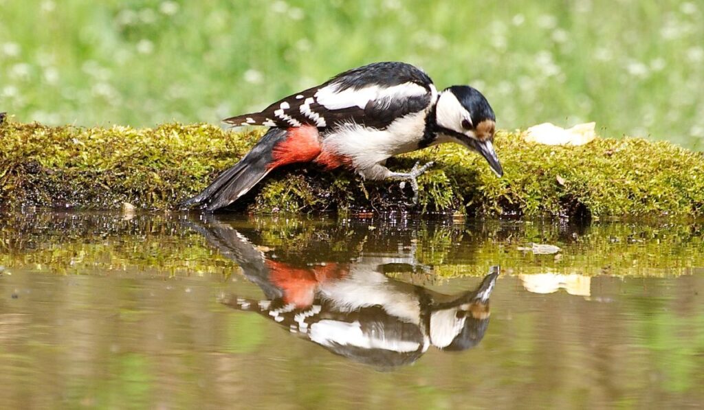 Buntspecht Futtersuche: Auf der Suche nach Nahrung - Vogel Entdecker